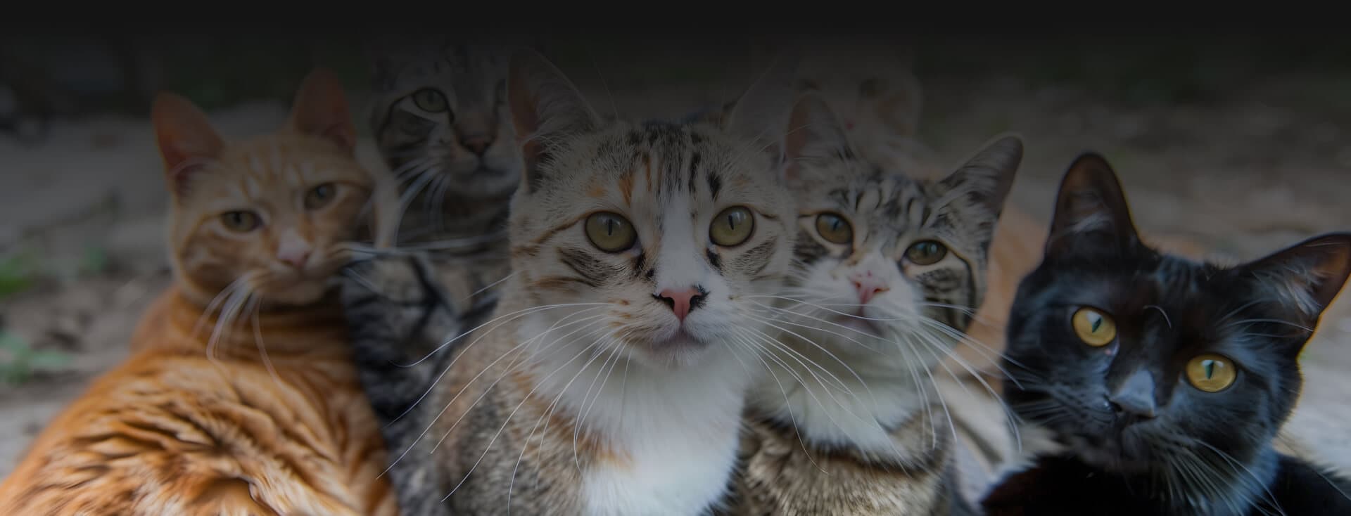 Volcano and Puna Cat Sanctuary