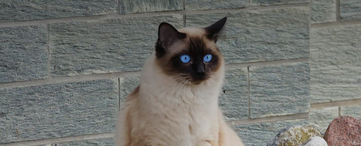 Volcano and Puna Cat Sanctuary